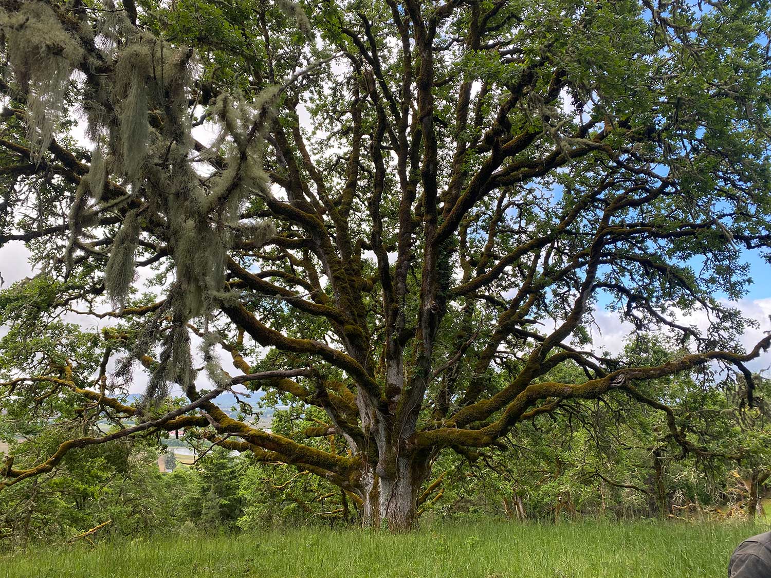 Large, Old Oak Trees - Pacific Northwest Oak Alliance