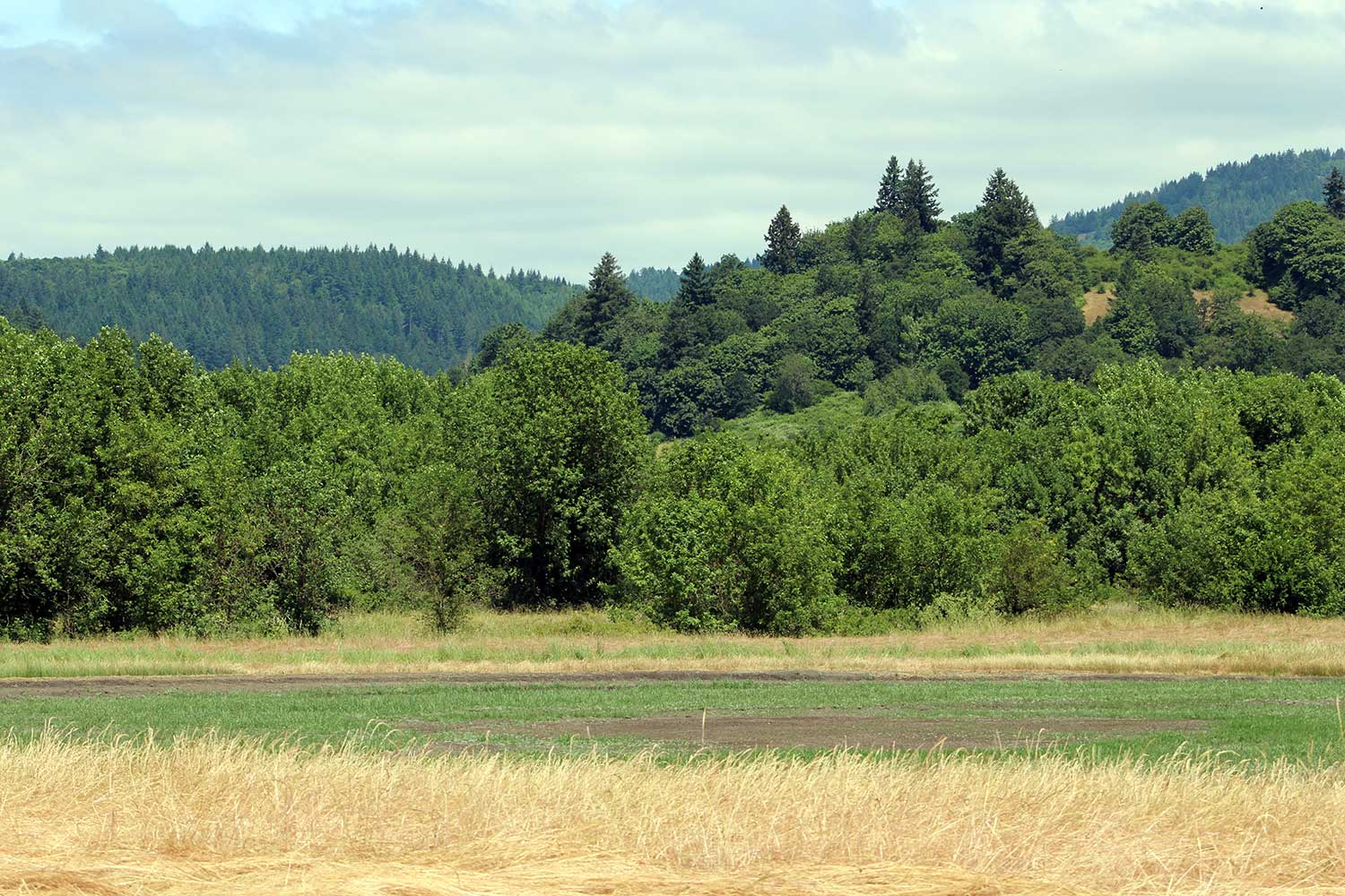 Our Region - Pacific Northwest Oak Alliance