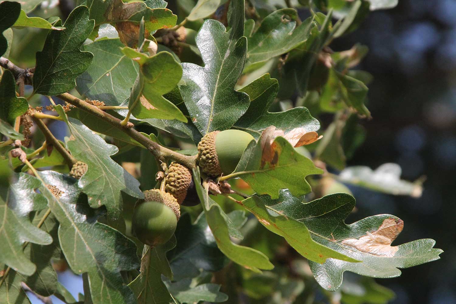 Steering Committee Members - Pacific Northwest Oak Alliance