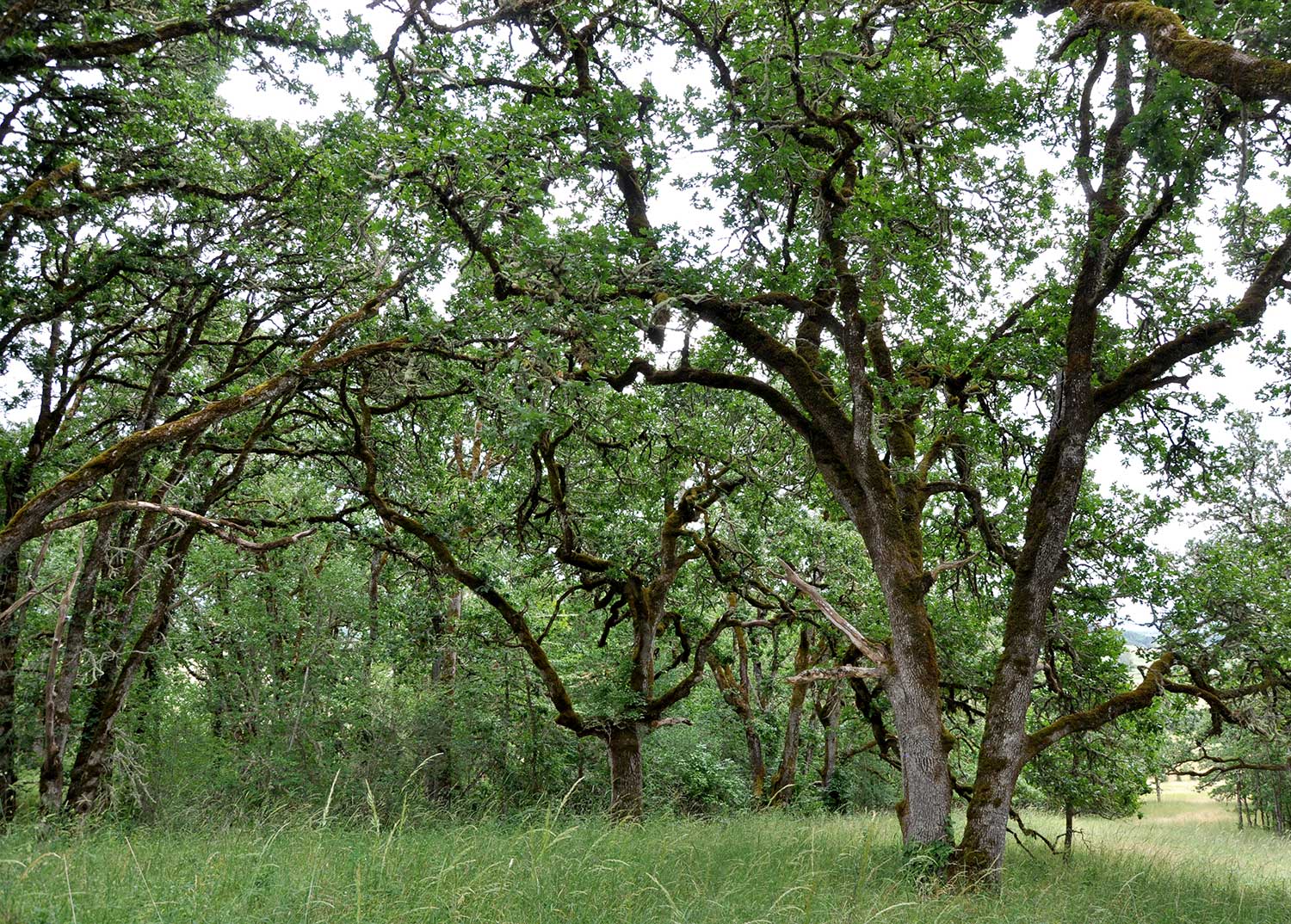 Why Oak Matters - Pacific Northwest Oak Alliance