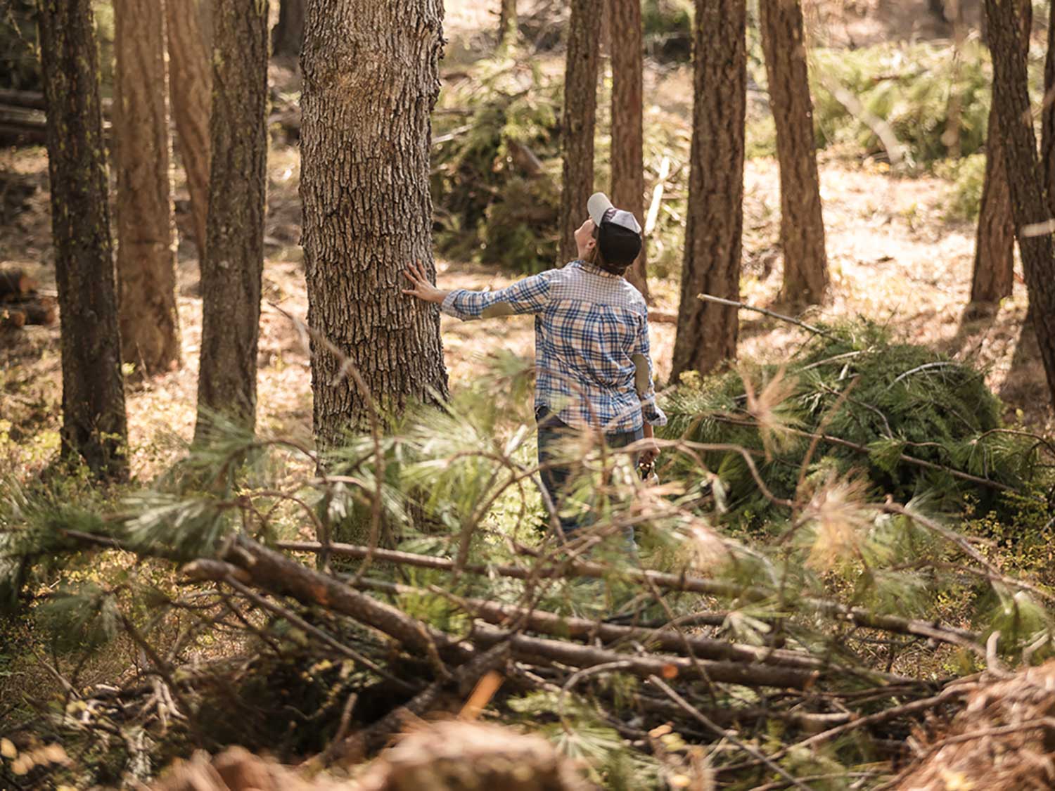 Restoring East Cascades Oaks - Pacific Northwest Oak Alliance
