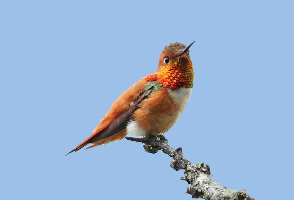 Ecosystem - Pacific Northwest Oak Alliance