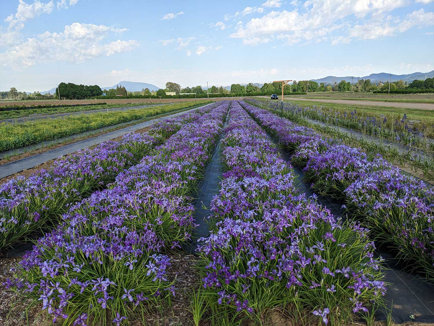 Willamette Valley Native Plant Partnership - Pacific Northwest Oak Alliance