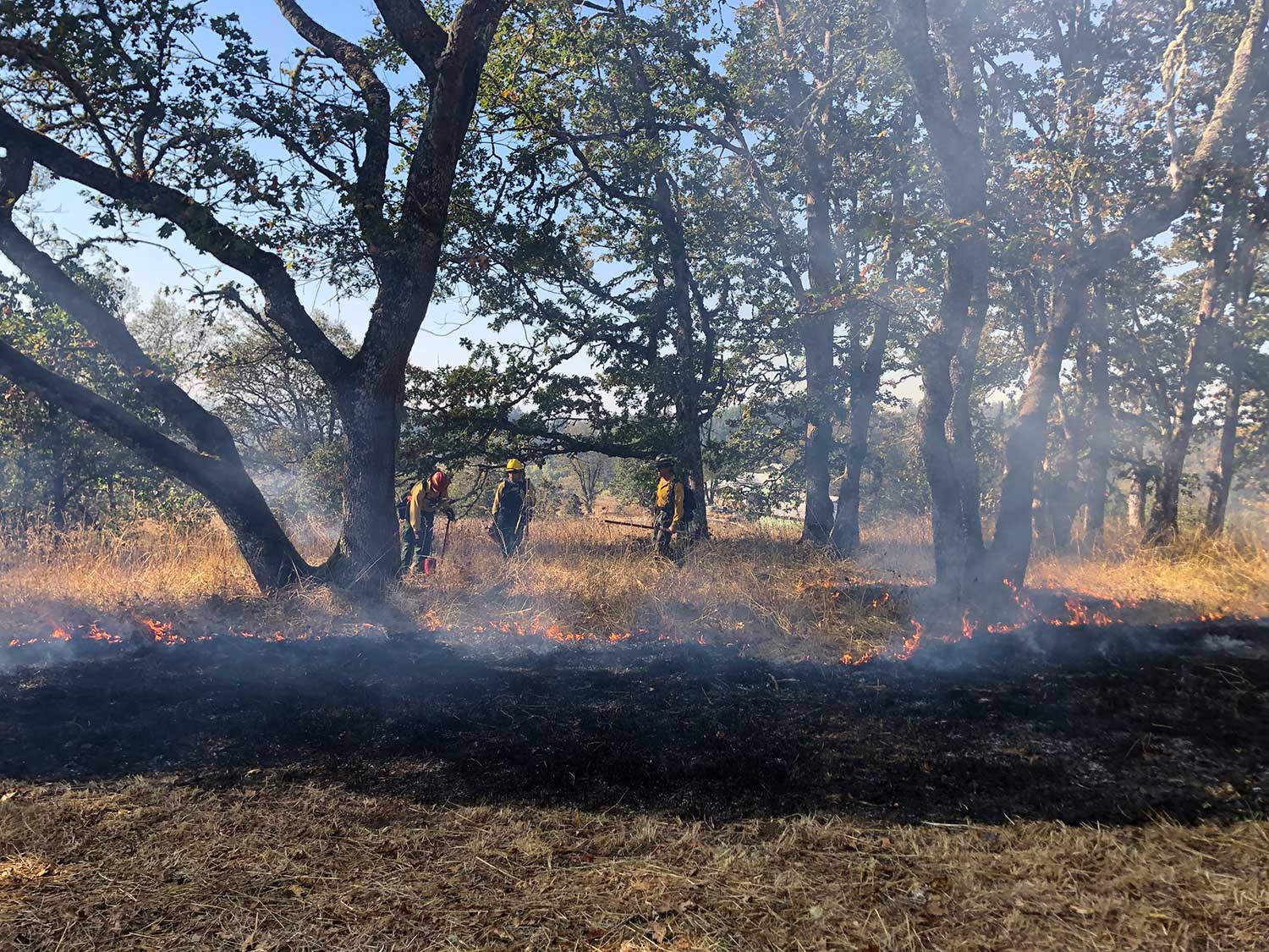 Ecological and cultural burning - Pacific Northwest Oak Alliance