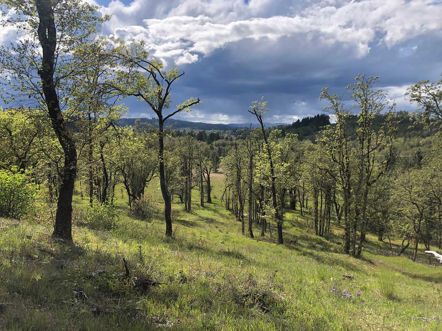 Our Region - Pacific Northwest Oak Alliance