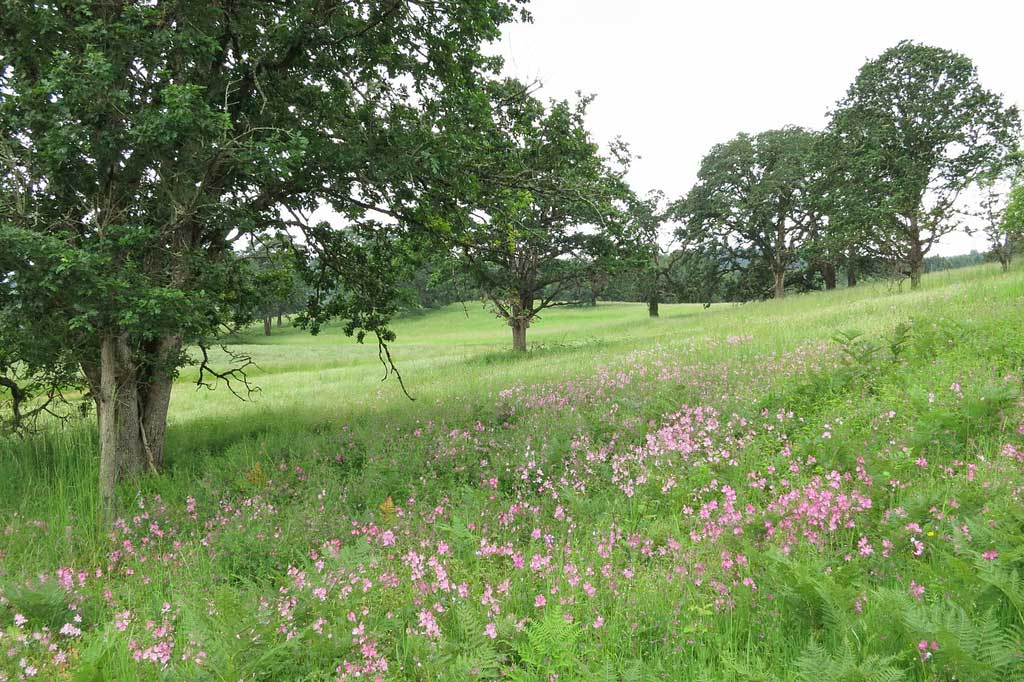 Willamette Valley Conservation Area - Pacific Northwest Oak Alliance