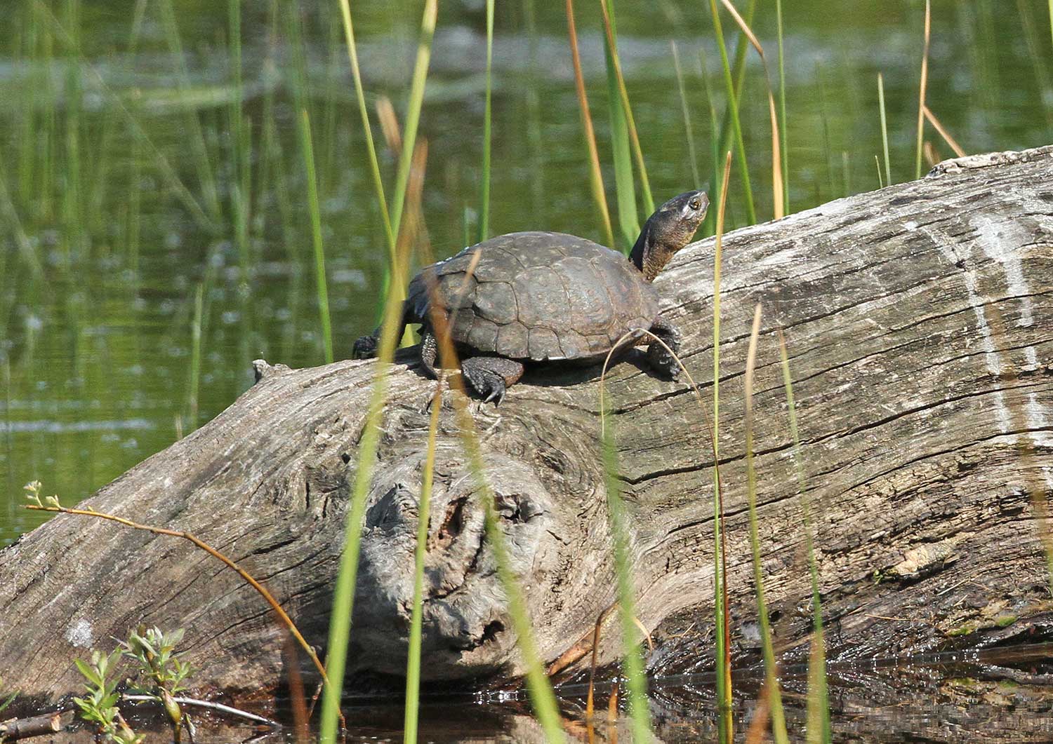 Snags and Downed Wood - Pacific Northwest Oak Alliance
