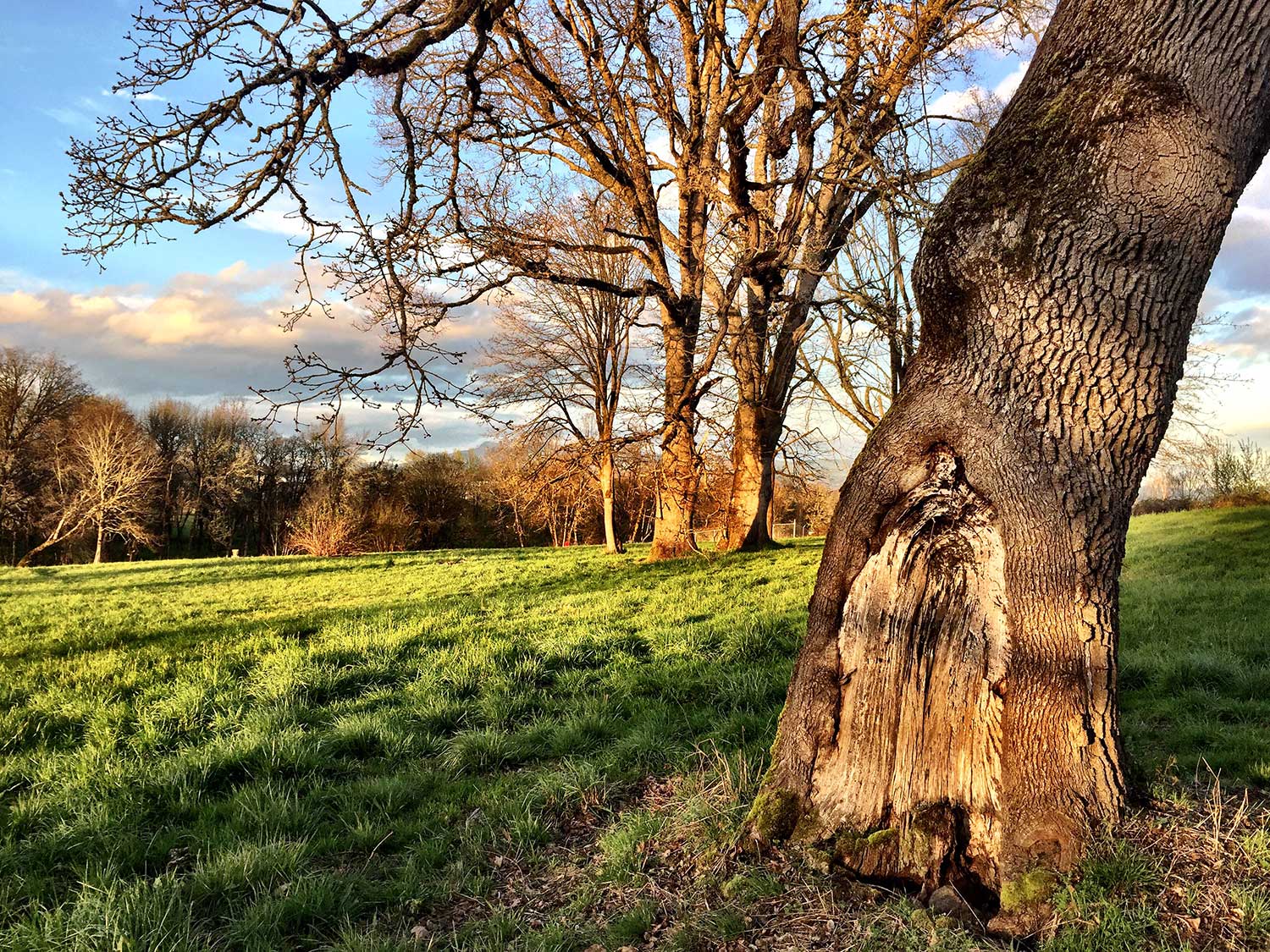 Oak Stewardship - Pacific Northwest Oak Alliance