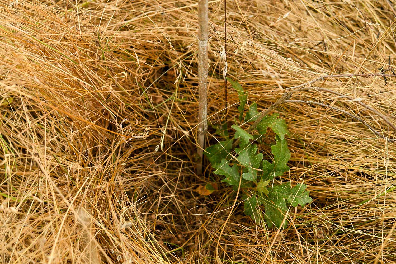 Recruitment of New Oak Trees - Pacific Northwest Oak Alliance