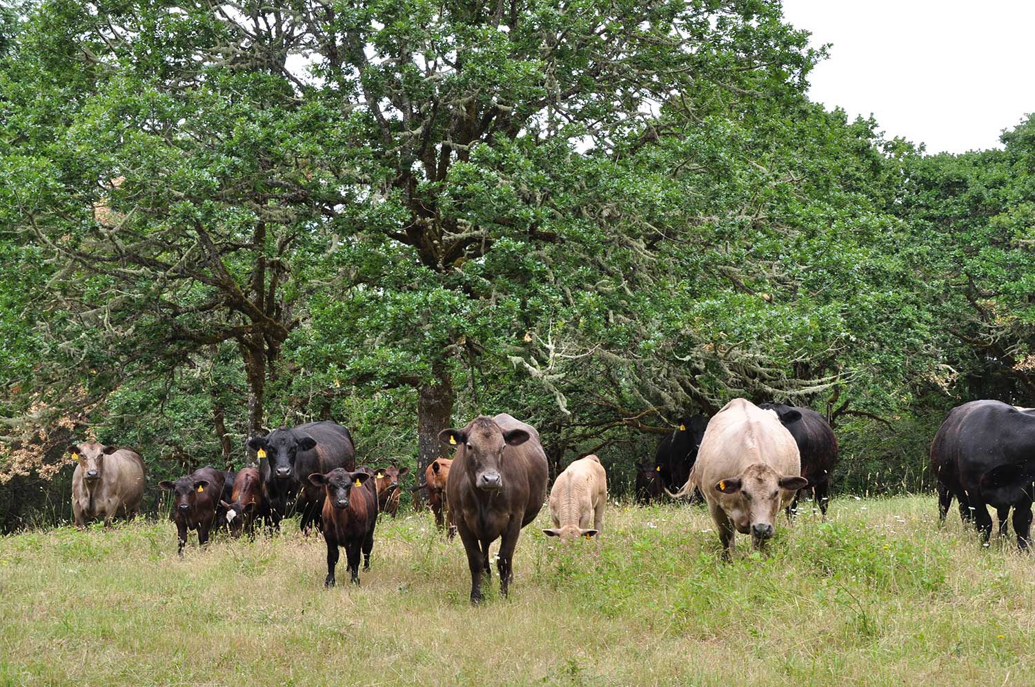Balanced Grazing - Pacific Northwest Oak Alliance