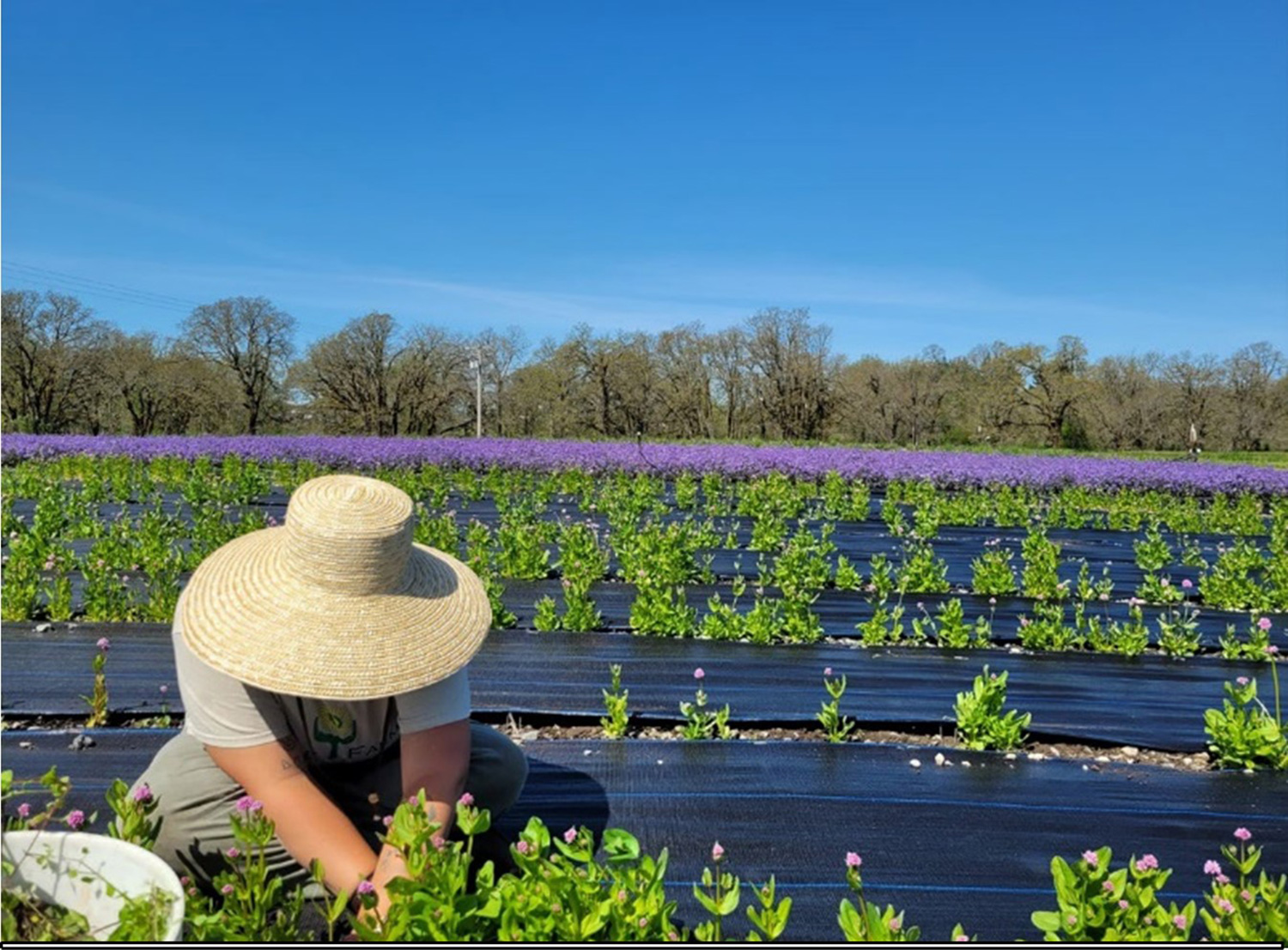 The Center for Natural Lands Management Native Plant Nursery - Pacific ...
