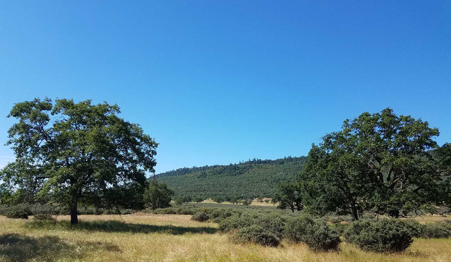 Healthy, Functional Chaparral - Pacific Northwest Oak Alliance