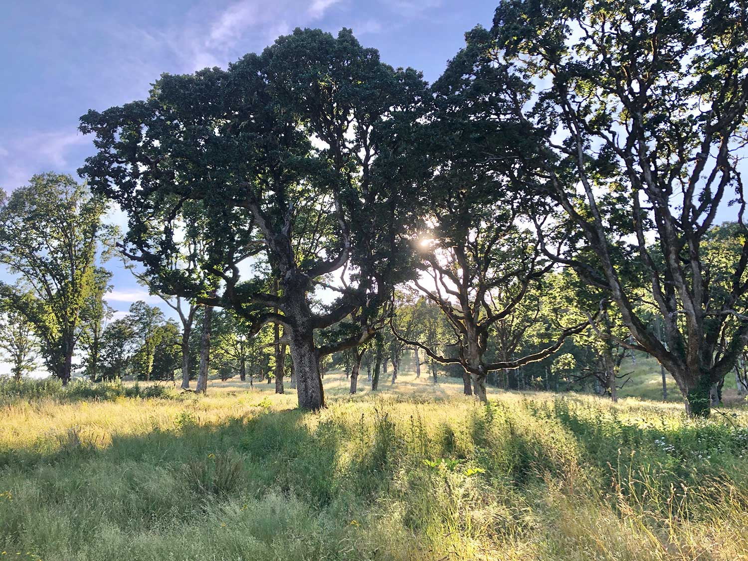 Decade of the Oak - Pacific Northwest Oak Alliance