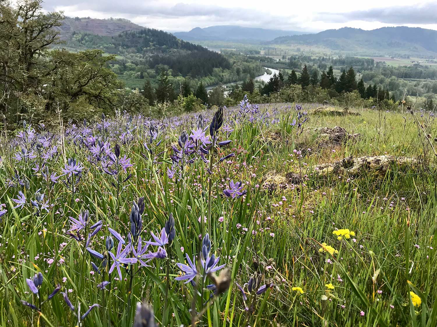 Willamette Valley Oak And Prairie Cooperative - Pacific Northwest Oak ...