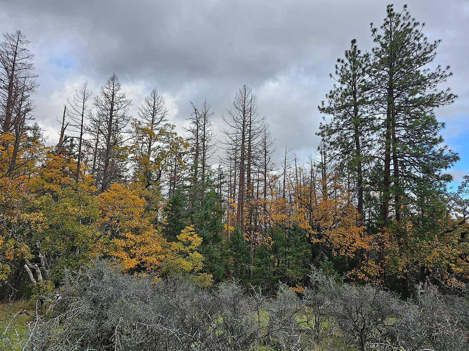 Douglas Fir Mortality - Pacific Northwest Oak Alliance
