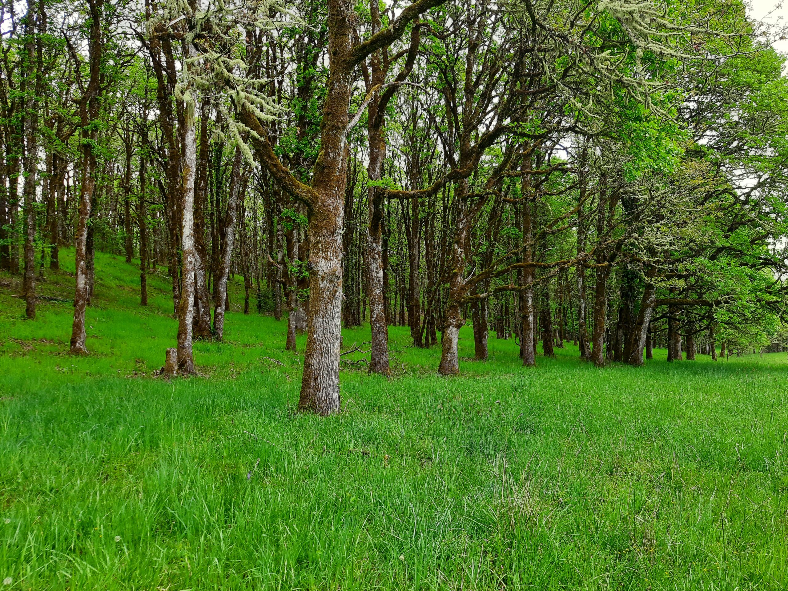 North Willamette Valley Upland Oak Restoration Partnership - Pacific ...
