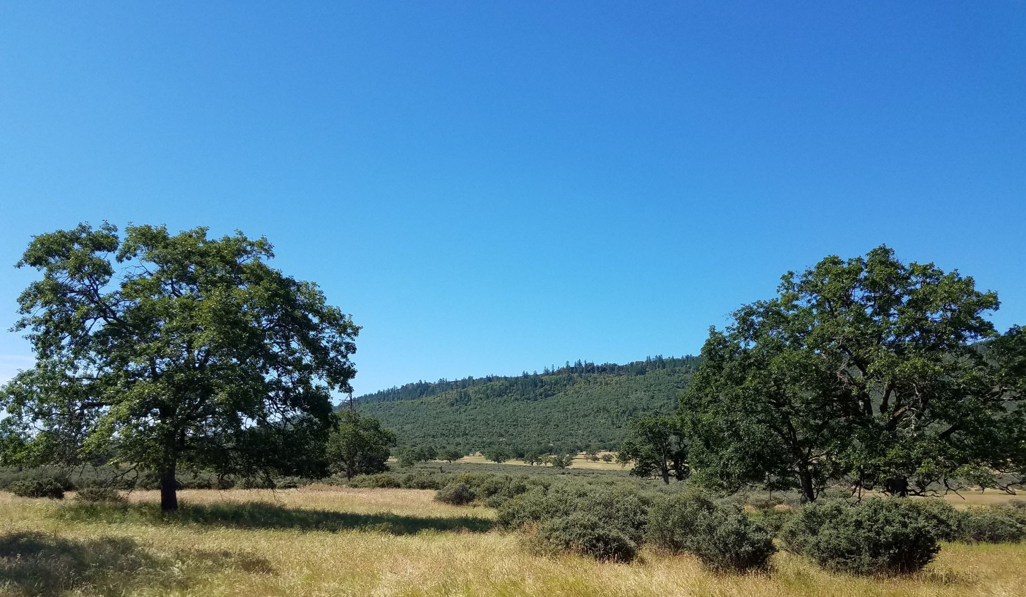 Pacific Northwest Oak Alliance - Pacific Northwest Oak Alliance