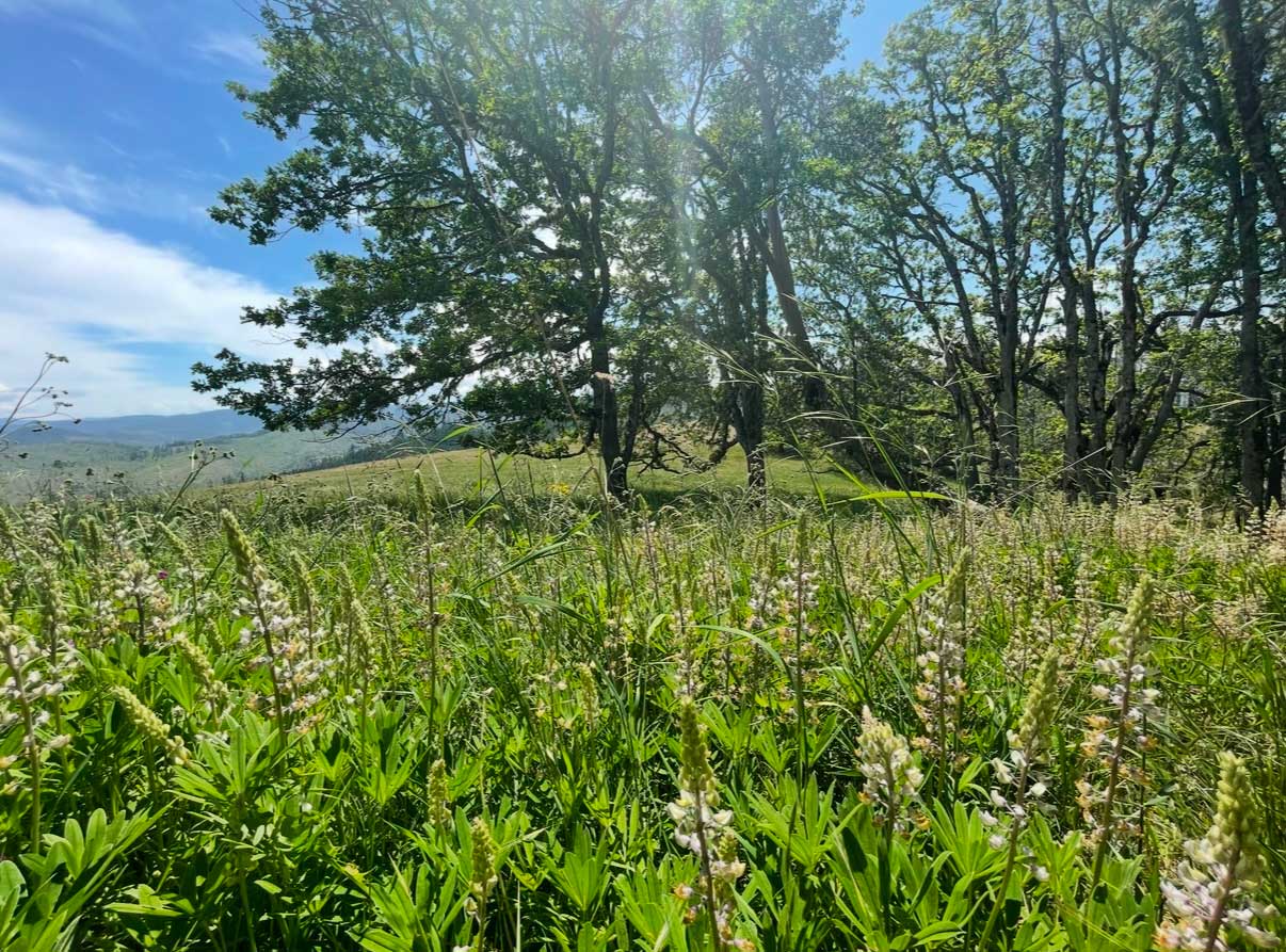 10 Ways You Can Help Oaks - Pacific Northwest Oak Alliance