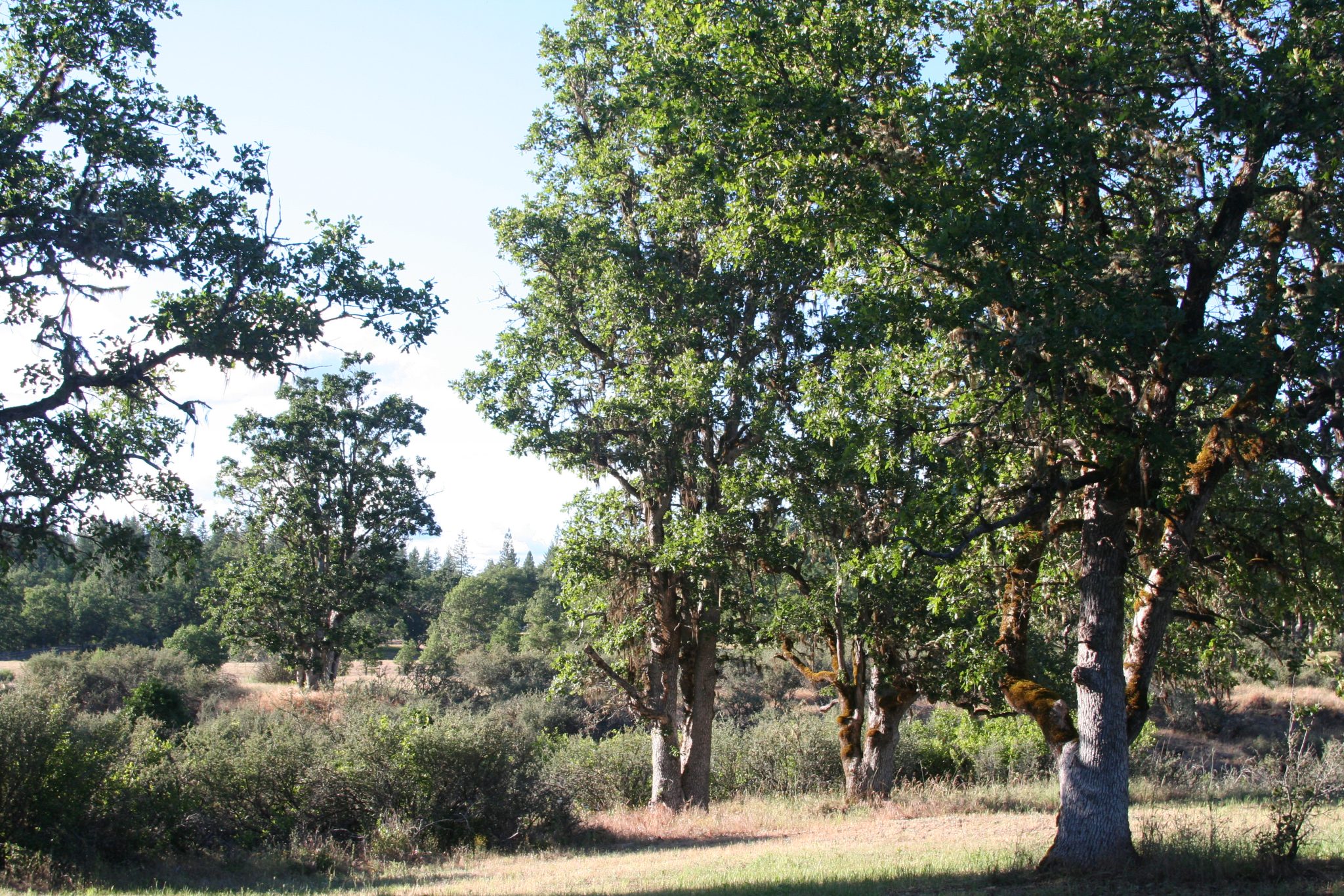 Klamath Siskiyou Oak Network Archives - Pacific Northwest Oak Alliance