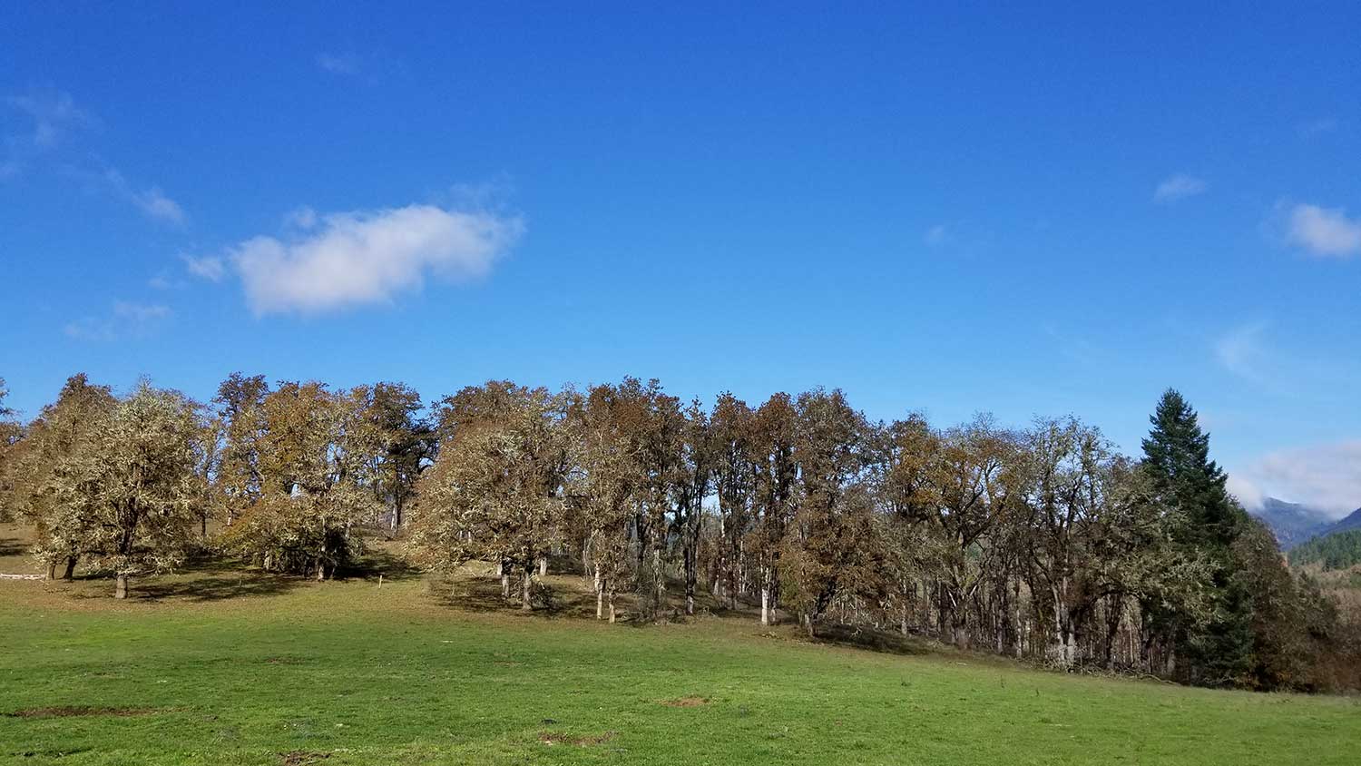 Douglas County Working Land Easements - Pacific Northwest Oak Alliance