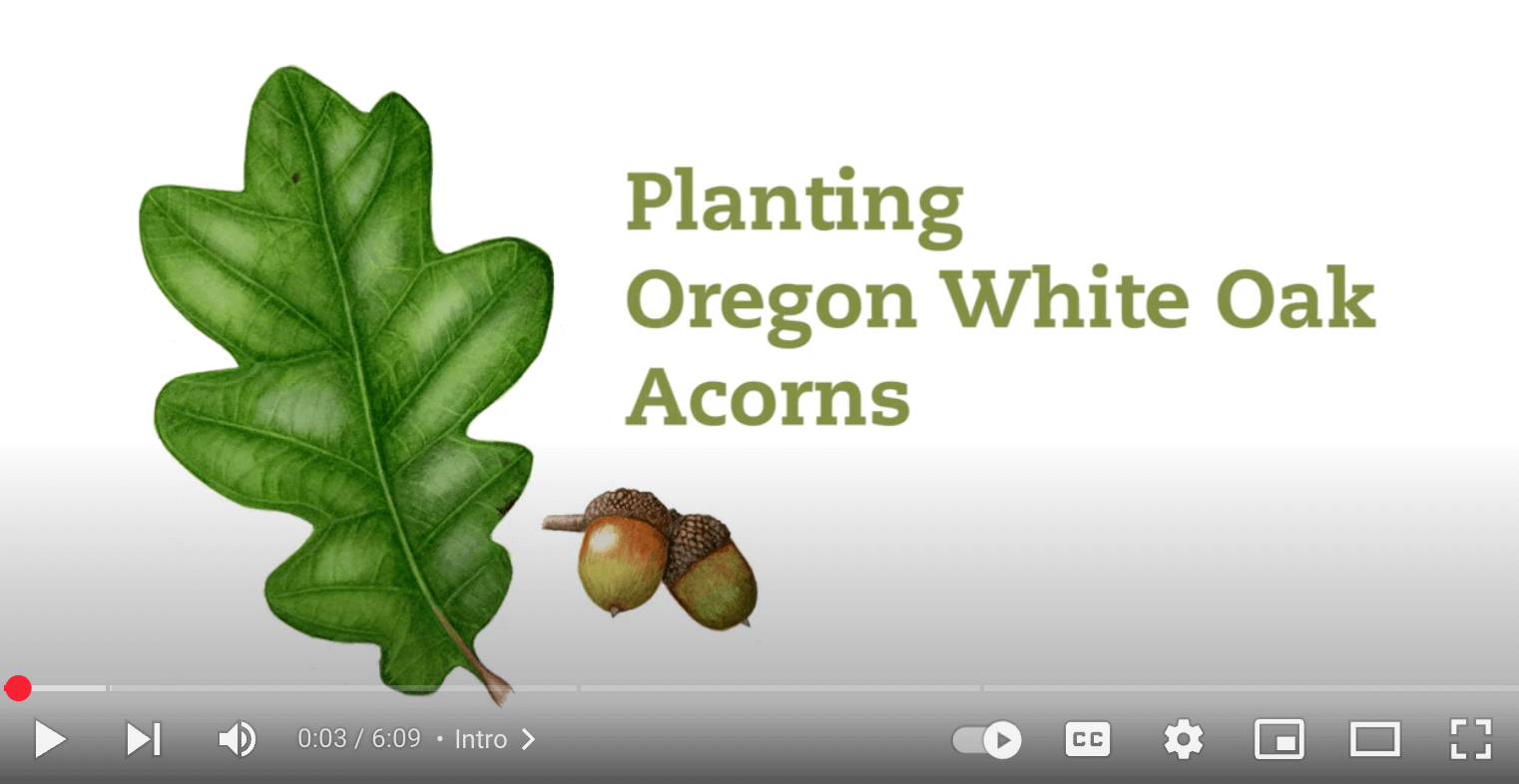 Resources Archive - Pacific Northwest Oak Alliance