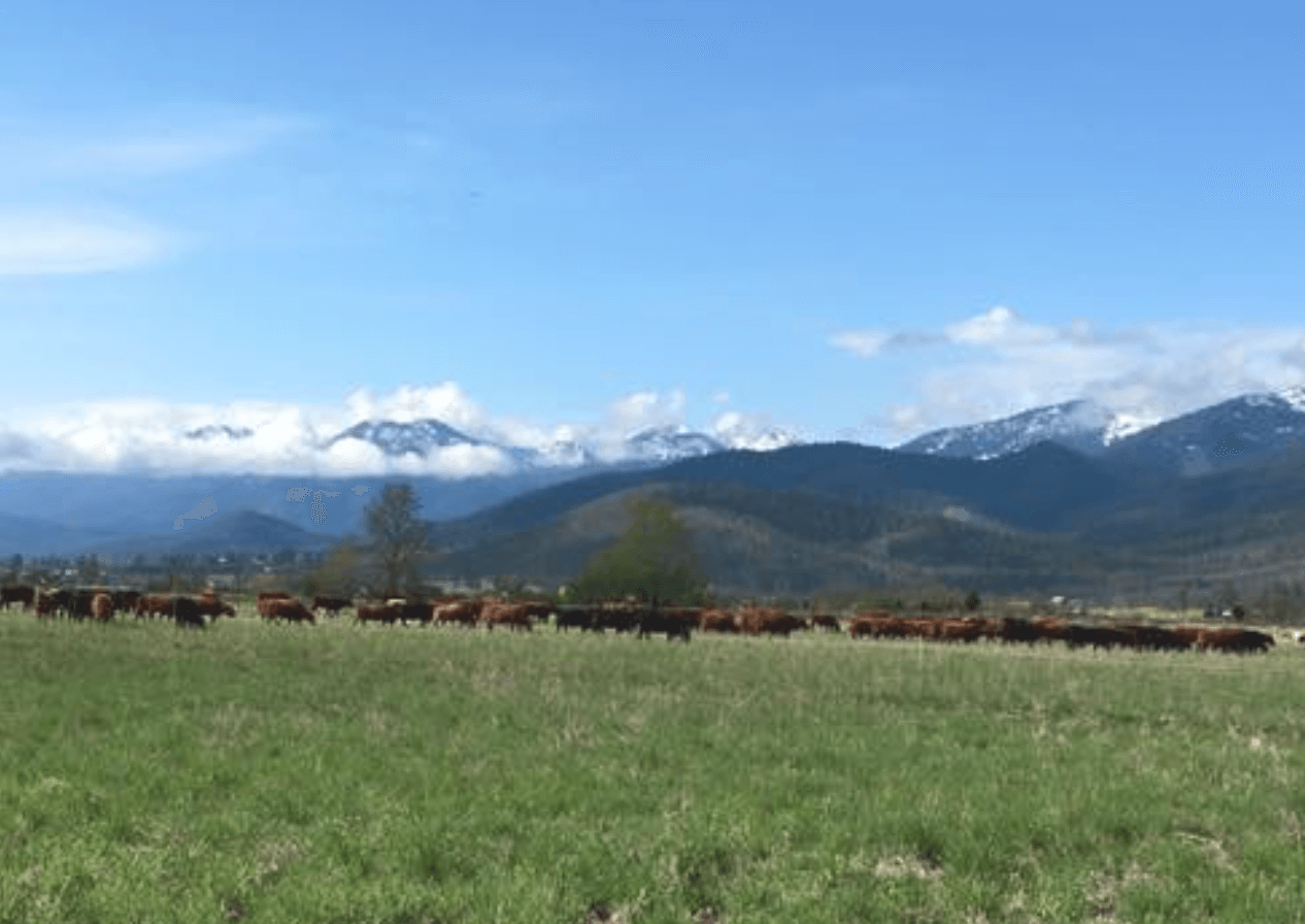Oak Woodland Restoration on the Scott River Ranch - Pacific Northwest ...