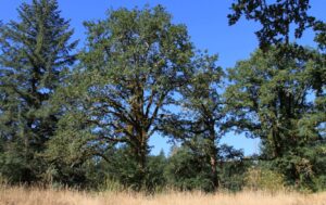 Pacific Northwest Oak Alliance - Pacific Northwest Oak Alliance